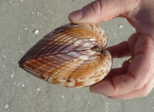 Most Beautiful Seashells of The World - inspirich