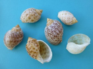 Most Beautiful Seashells of The World - inspirich