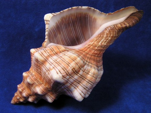 Most Beautiful Seashells of The World - inspirich
