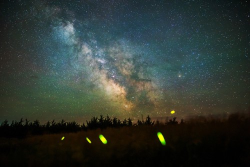 Best Locations to See Fireflies in Different Parts of the World - inspirich