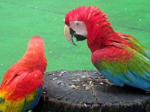The 10 Most Beautiful and Must-see Birds of The Amazon Rainforest ...