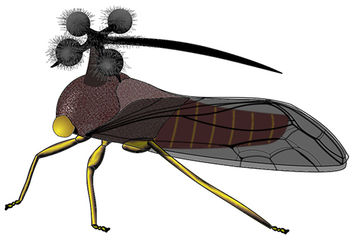 15 Largest and Creepy Insects in The World - inspirich