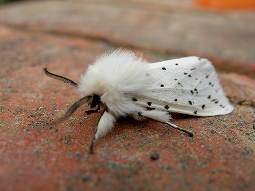 15 Largest and Creepy Insects in The World - inspirich